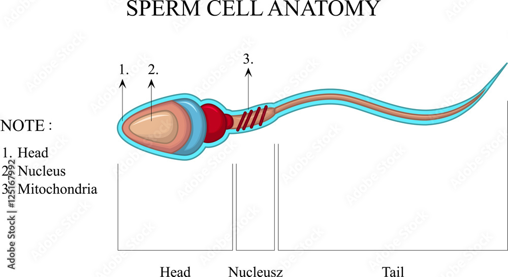 Human Sperm cell Anatomy Stock Photo | Adobe Stock