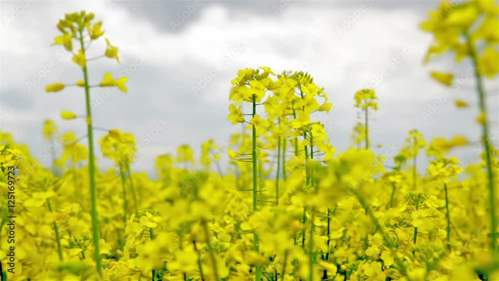 Video „Yellow crop of canola grown as a healthy cooking oil or ...