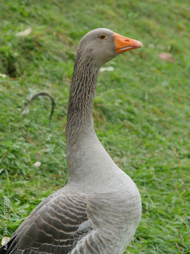 grey goose in green meadow Stock Photo | Adobe Stock