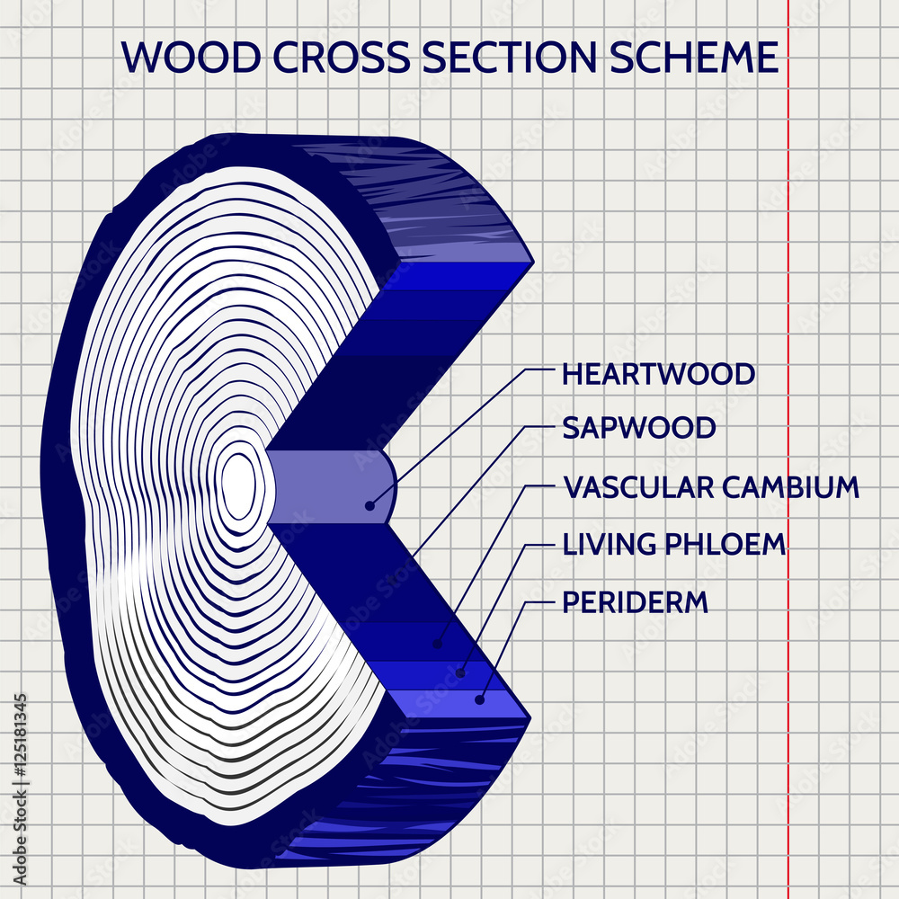 Sketch of wood cross section scheme on notebook background. Vector ...