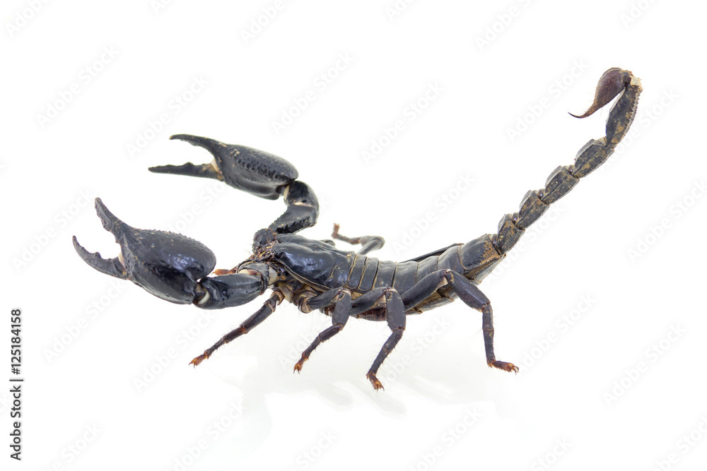 Scorpion isolated on white background Stock Photo | Adobe Stock