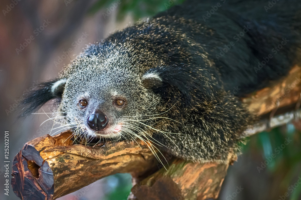 Binturong Stock Photo | Adobe Stock