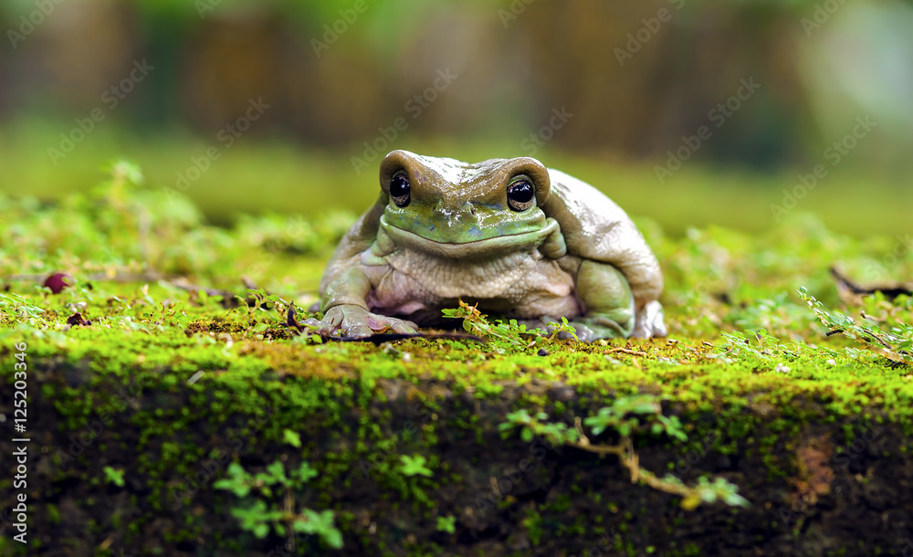 animals, reptiles, amphibians, reptil and amphibians, frog, dumpy frog ...