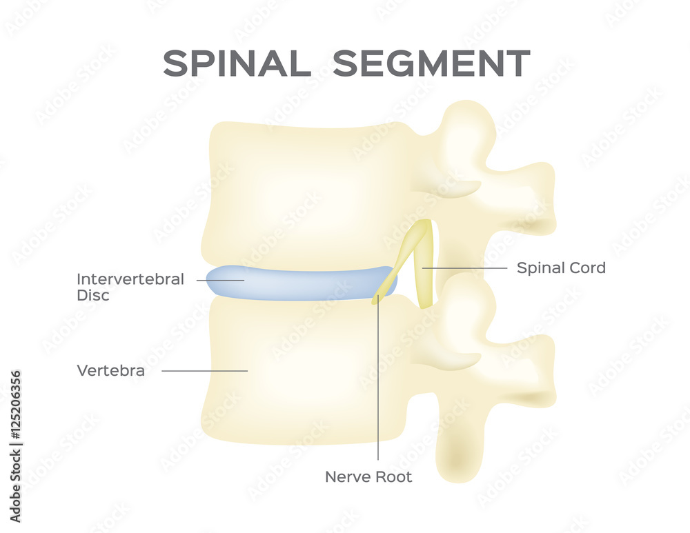 spine vector . anatomy . spinal segment Stock Vector | Adobe Stock