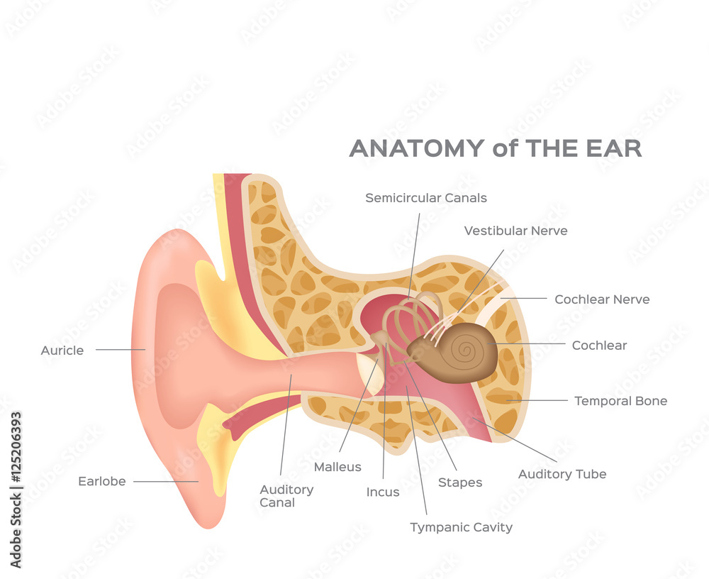 Human Ear Structure Medical Educational Science Vector Illustration Ear Anatomy Text Version