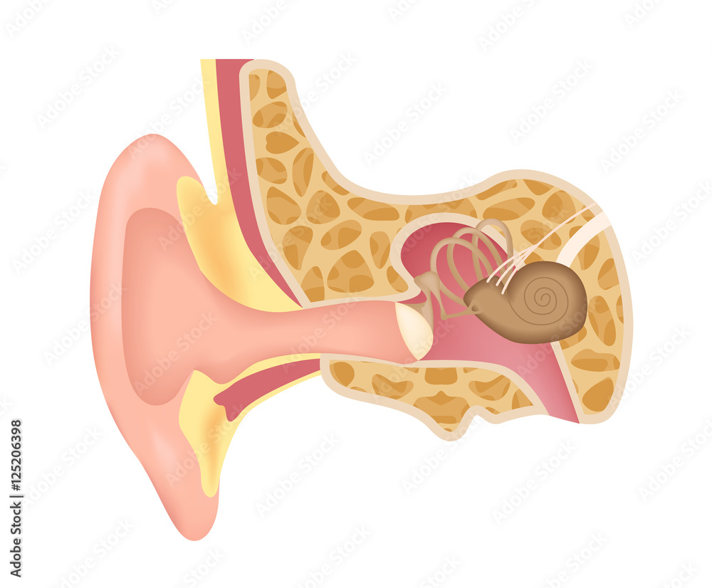 Human ear structure medical educational science vector illustration ... Human ear structure medical educational science vector illustration ...