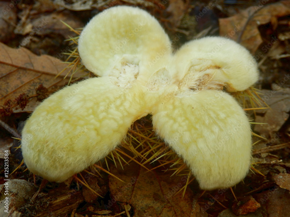 Sweet chestnut (Castanea saliva) husk - aka involucre, burst open on a ...
