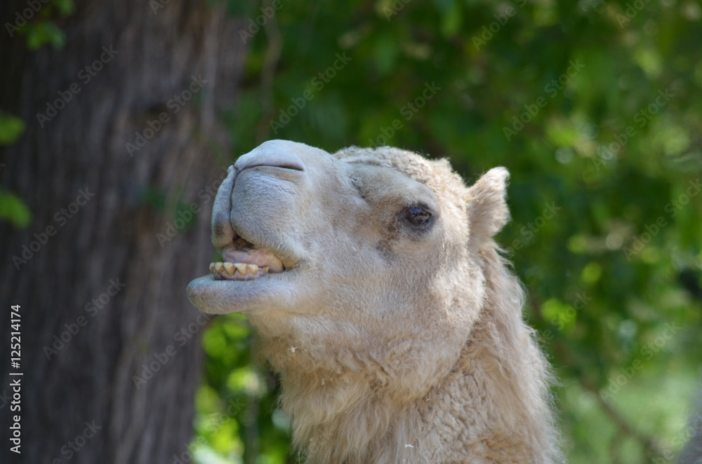 Camel Sticking His Tongue Out Stock Photo | Adobe Stock