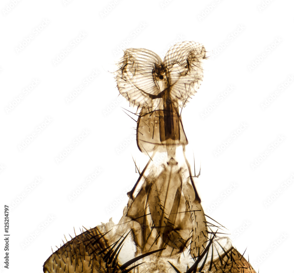 Fly mouth micrograph isolated on white background. Education and ...