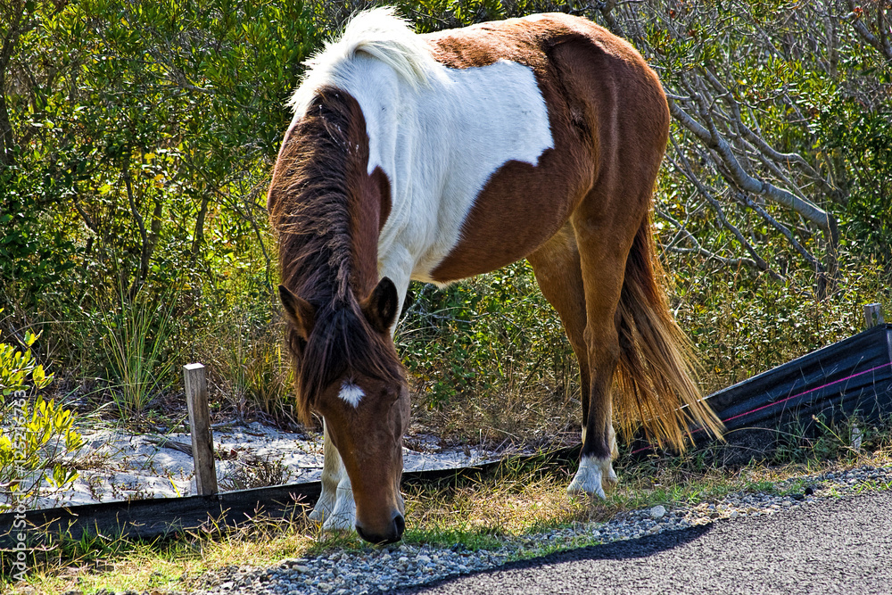 Beautiful Wild Paint Horses