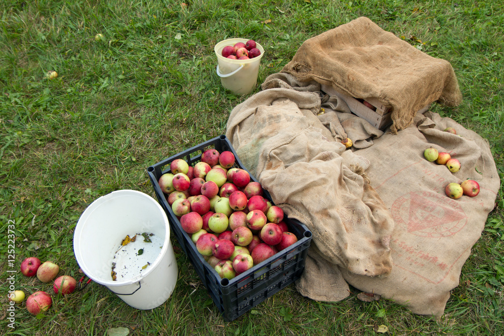 Apfelernte Stock-Foto | Adobe Stock