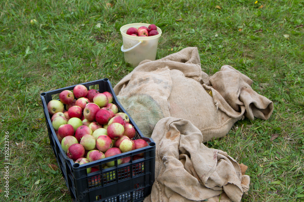 Apfelernte Stock-Foto | Adobe Stock