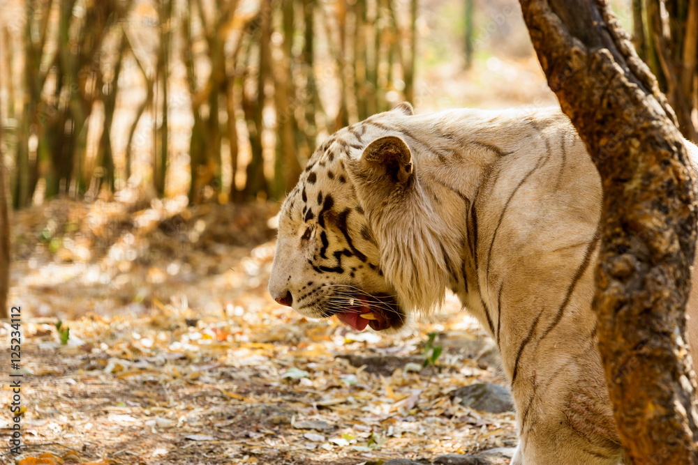 The white tiger is a pigmentation variant of the Bengal tiger, which is reported in the wild ...
