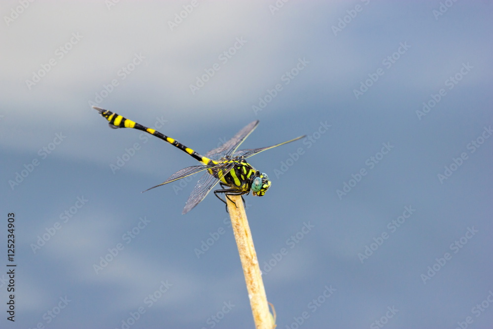 The golden-ringed dragonfly is a striking specimen with an elongated ...