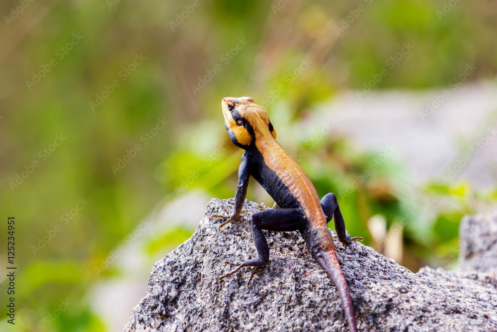 The Peninsular rock agama or South Indian rock agama. This species of ...