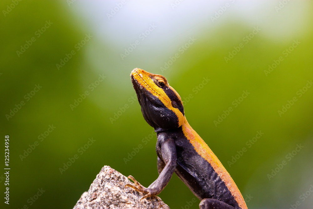 The Peninsular rock agama or South Indian rock agama. This species of ...