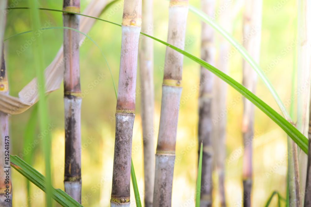 sugar cane in the field Stock Photo | Adobe Stock