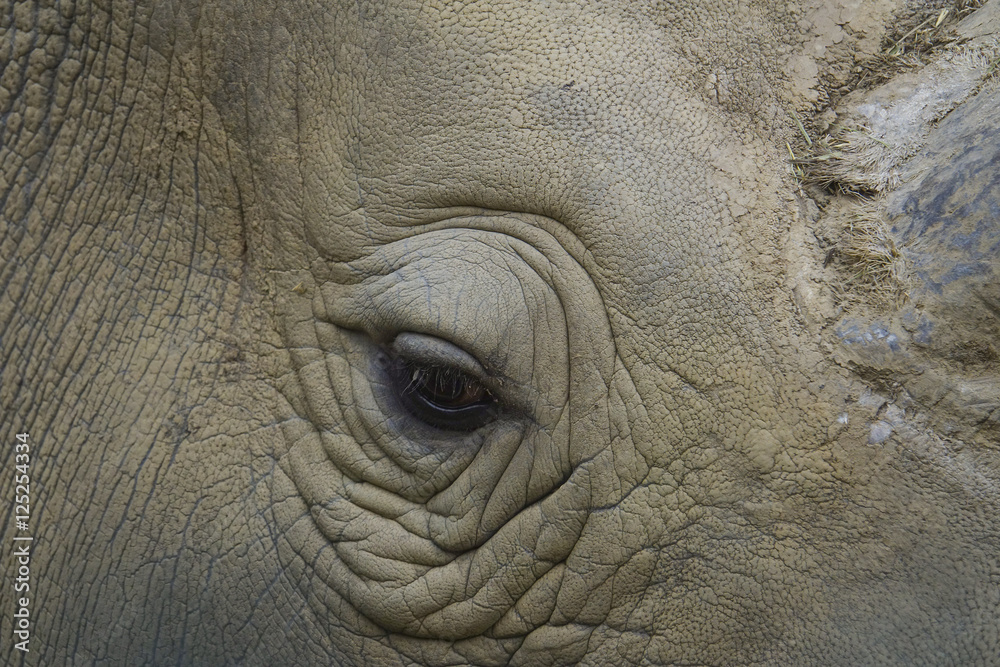 rhino eye close up Stock Photo | Adobe Stock