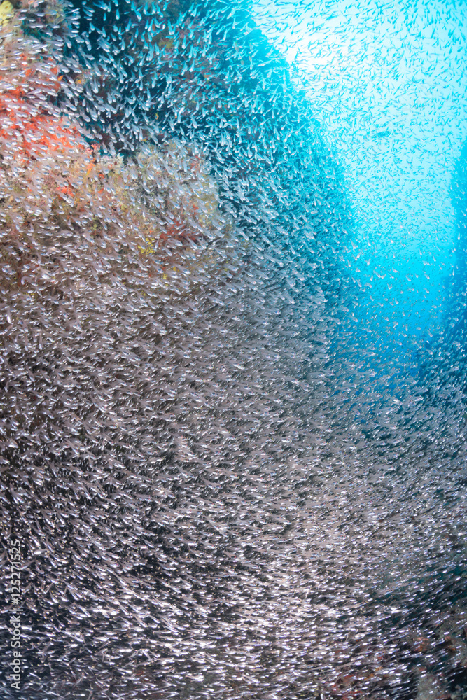 School of Luminous cardinalfish Stock Photo | Adobe Stock