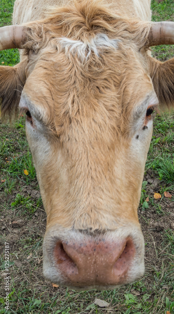 Ochse Stock-Foto | Adobe Stock