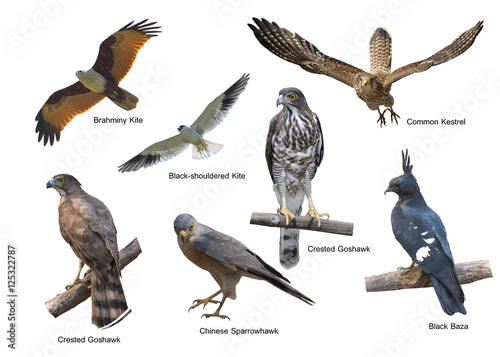 Chinese Birds Of Prey