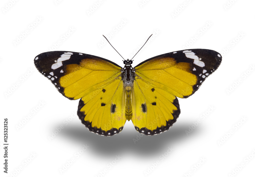 beautiful butterfly, isolated on white background, butterfly flying on ...