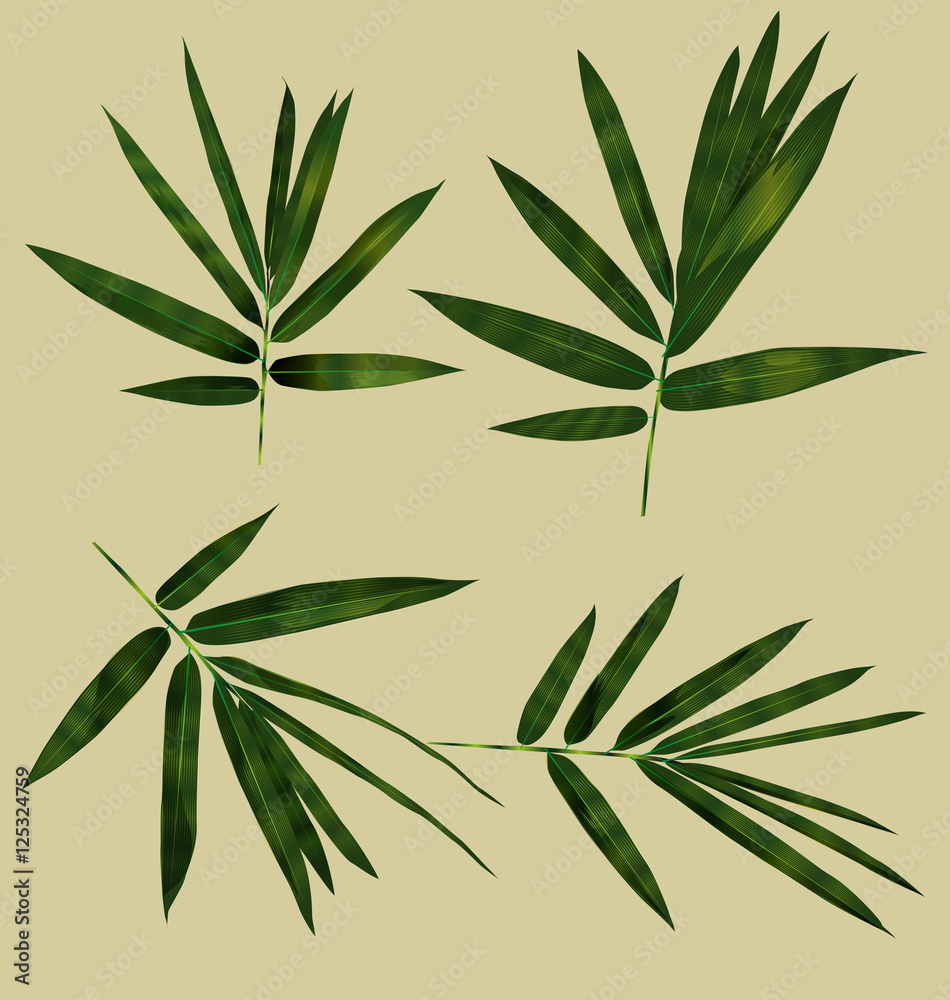 bamboo leaf set Stock Vector | Adobe Stock