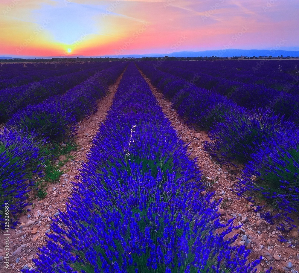 flowers plantation Stock Photo | Adobe Stock