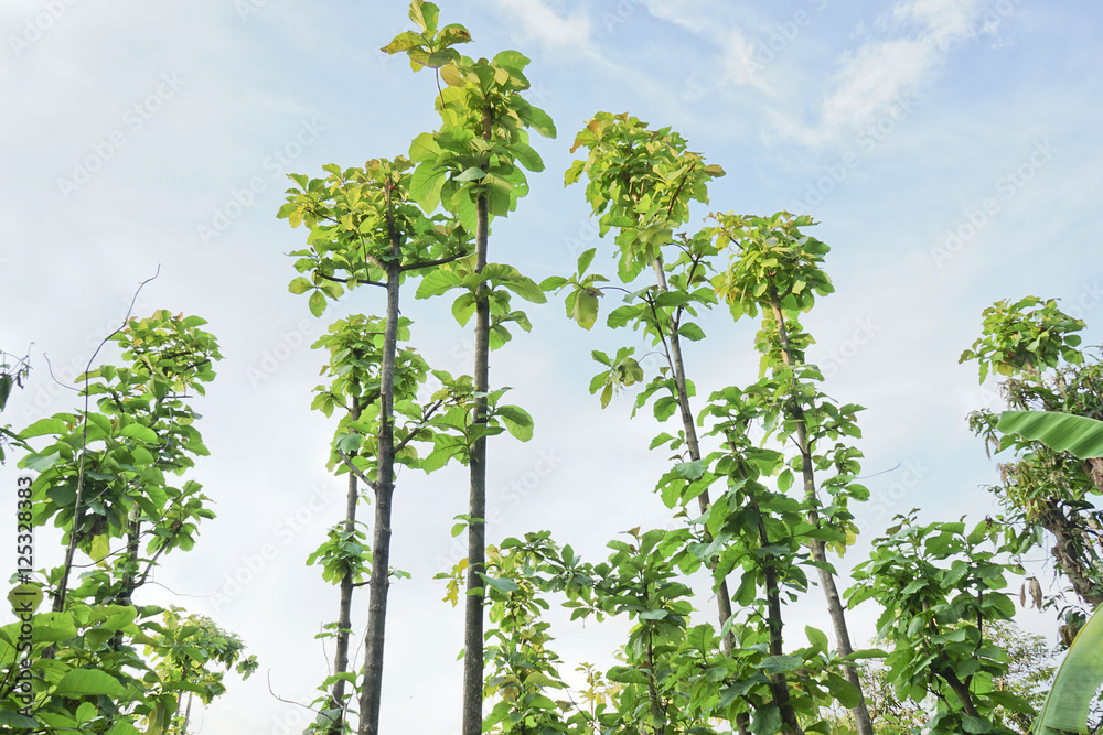 Small Teak tree in the forest. Stock Photo | Adobe Stock