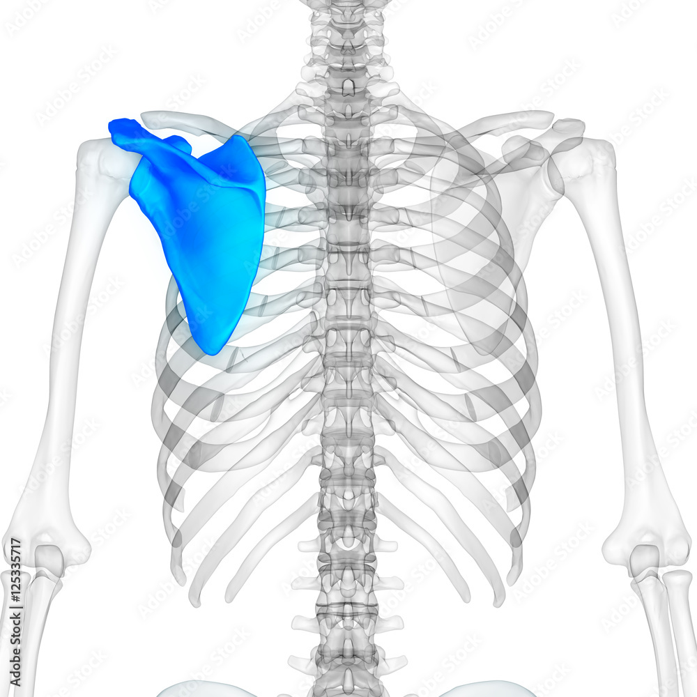 Human Body Bone Joint Pains Anatomy (Scapula) Stock Illustration ...