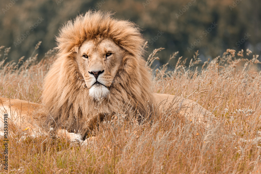 Lions Stock Photo | Adobe Stock