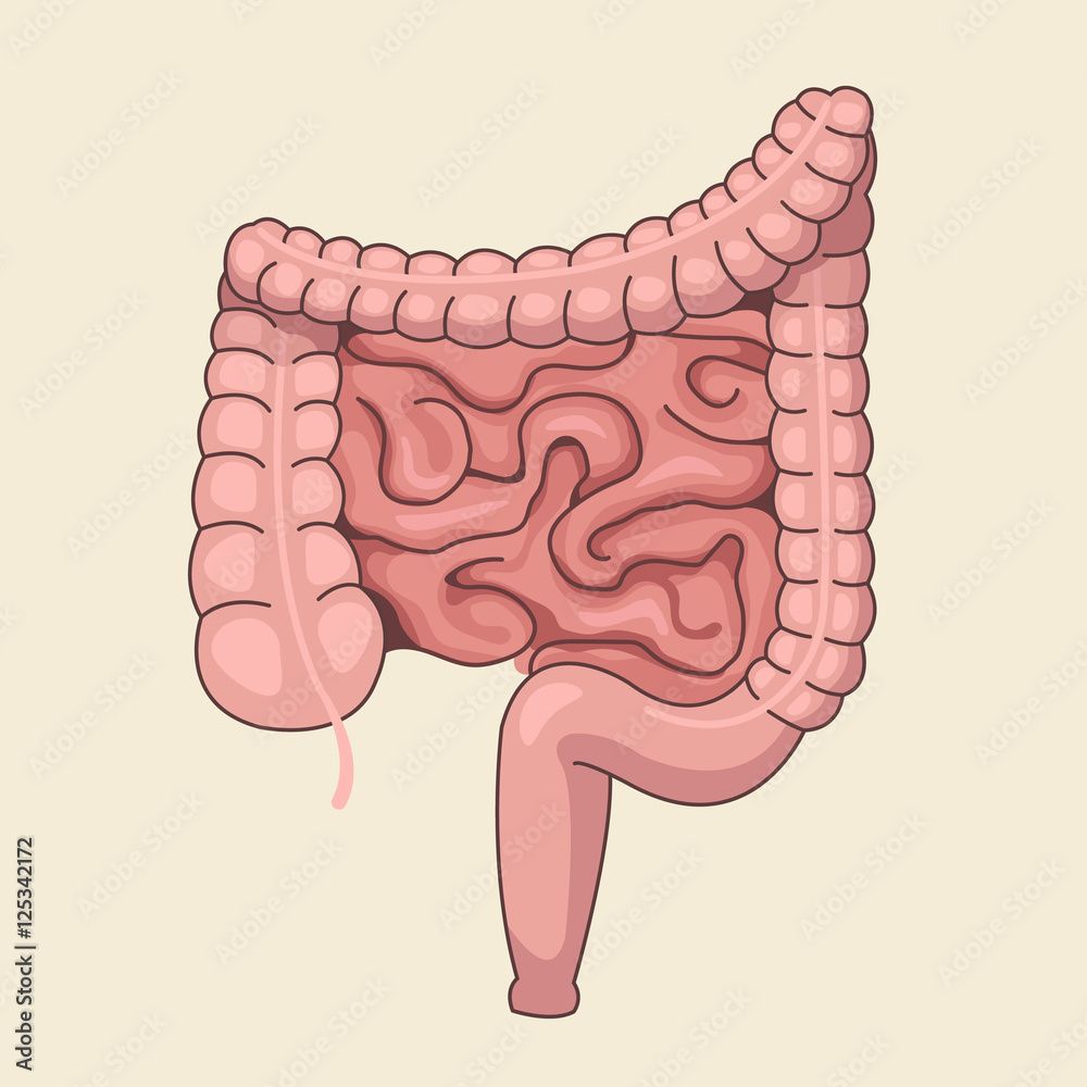 Vetor de Vector intestines. Vector flat cartoon illustration do Stock ...