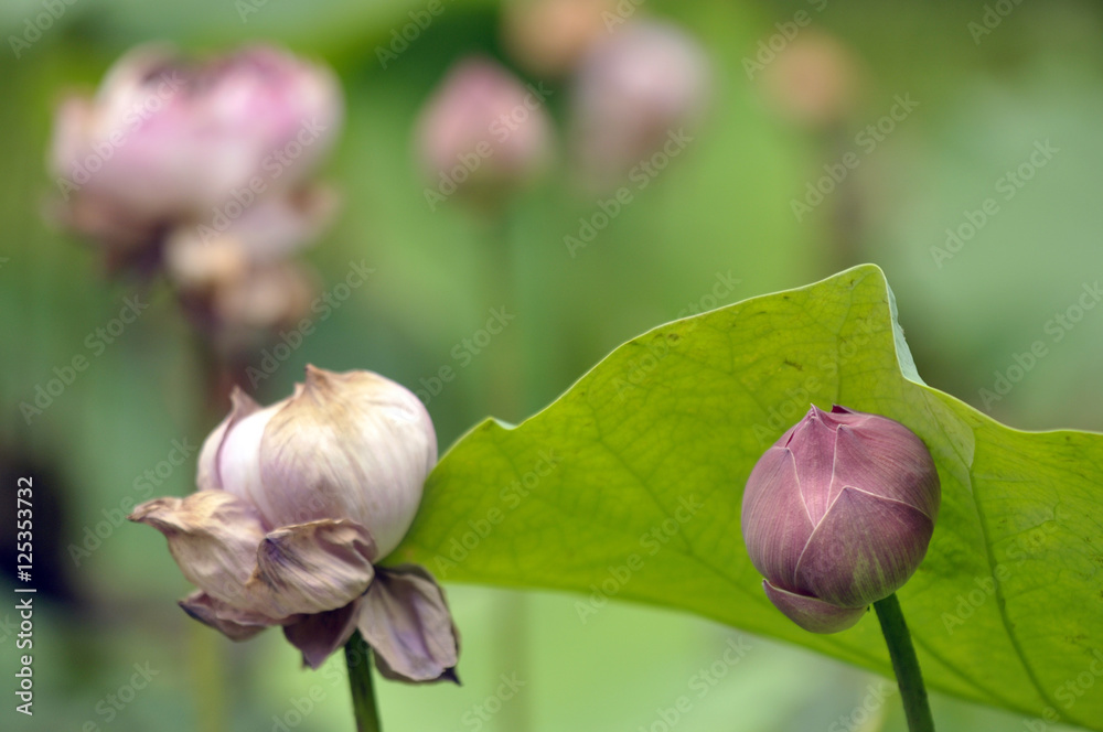 Lotus blooming and lotus wilted ,The life cycle of a lotus Stock Photo ...