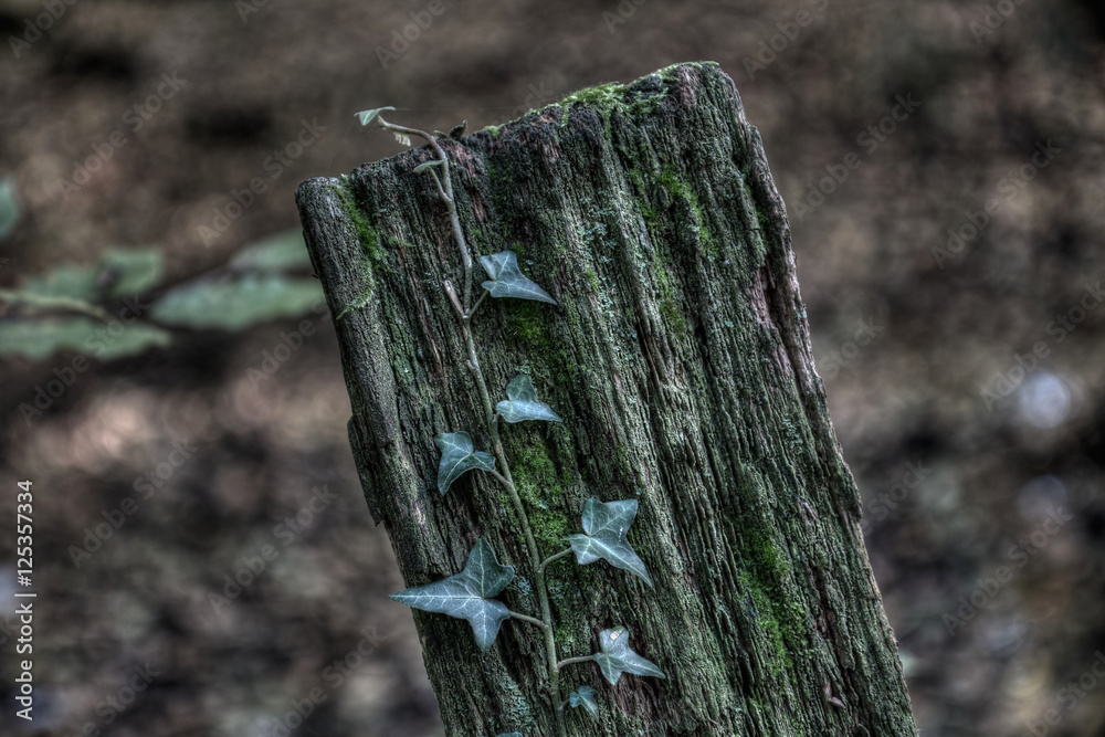Efeuranken auf mit Moos bewachsenem Baumstumpf im Herbstwald Stock-Foto ...