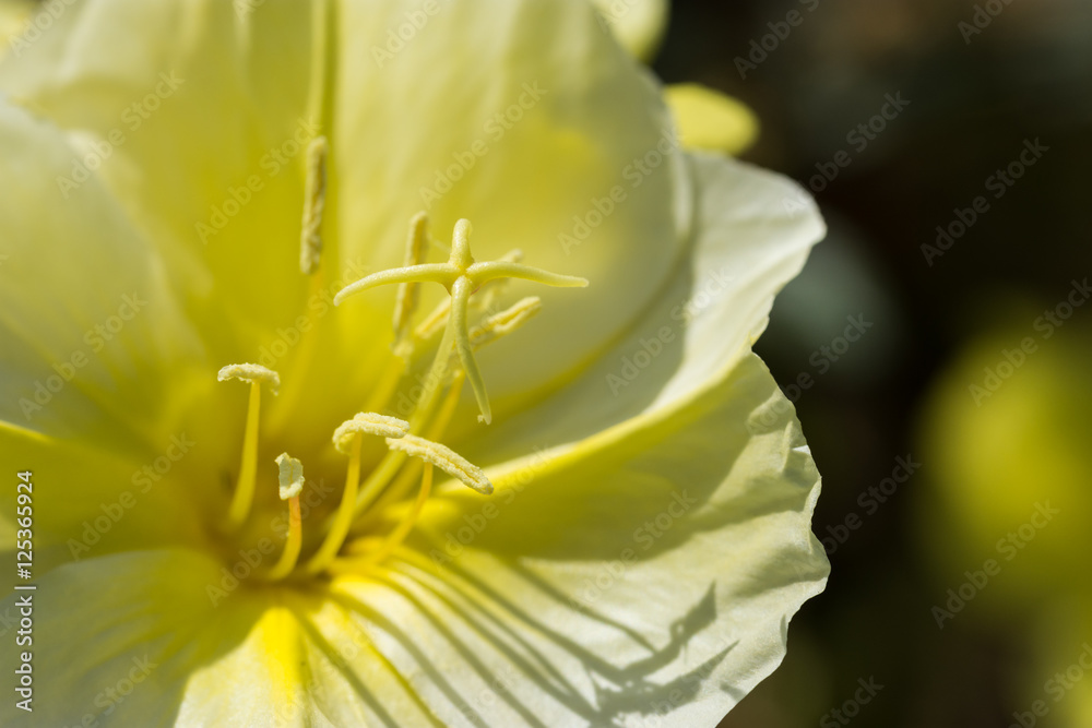 Cross shape stigma of a yellow Oenothera flower Stock Photo | Adobe Stock