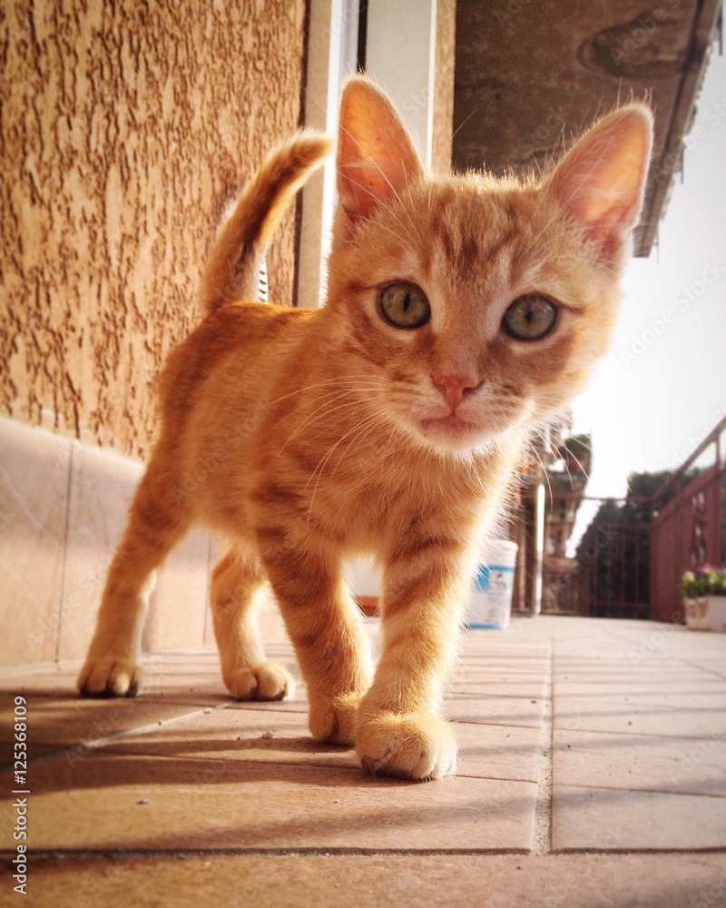 proud kitty Stock Photo | Adobe Stock