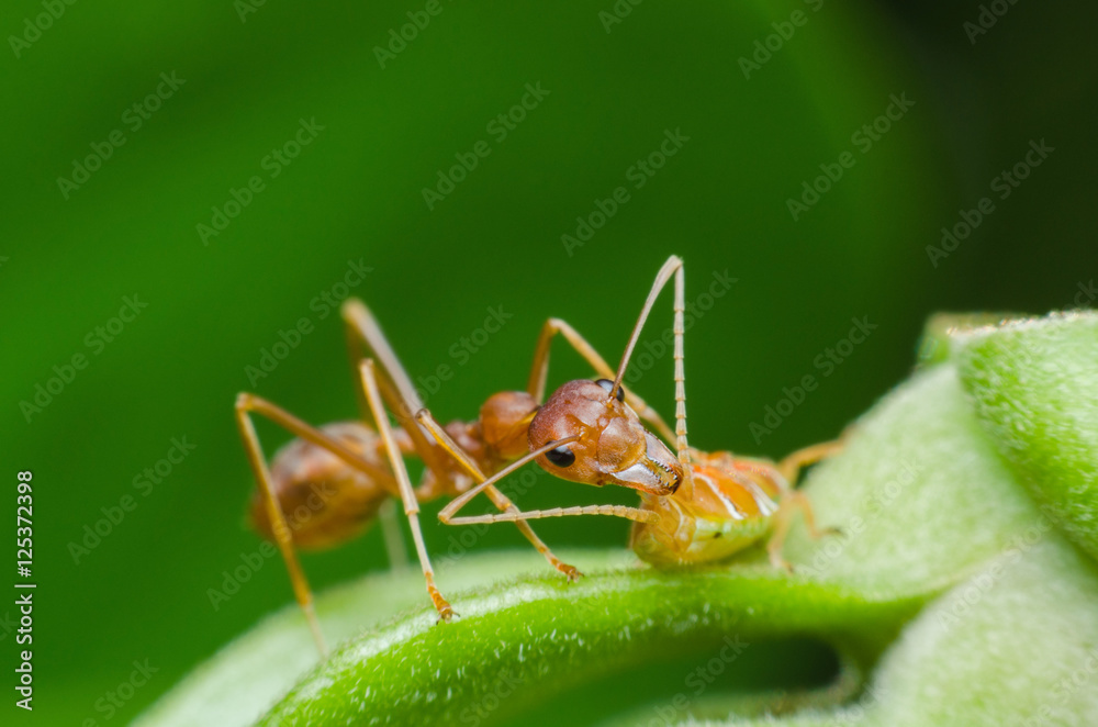 red ant and strange treehopper larvae with green background, aphid ...