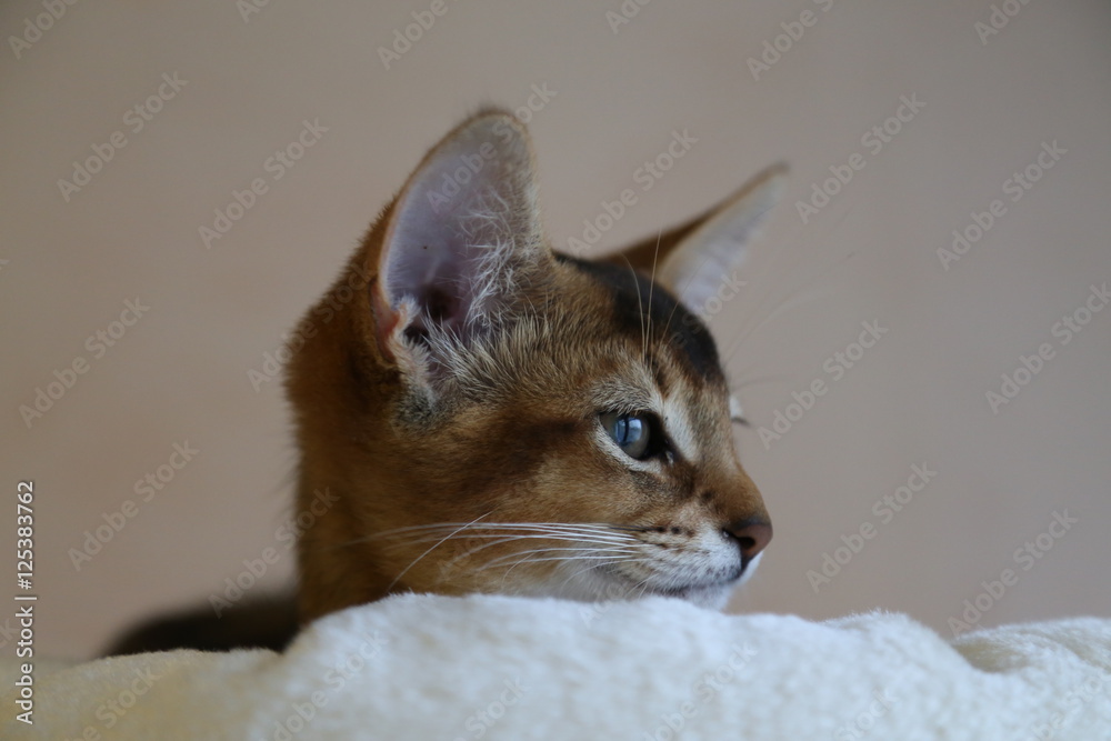 Abyssinian Stock Photo | Adobe Stock