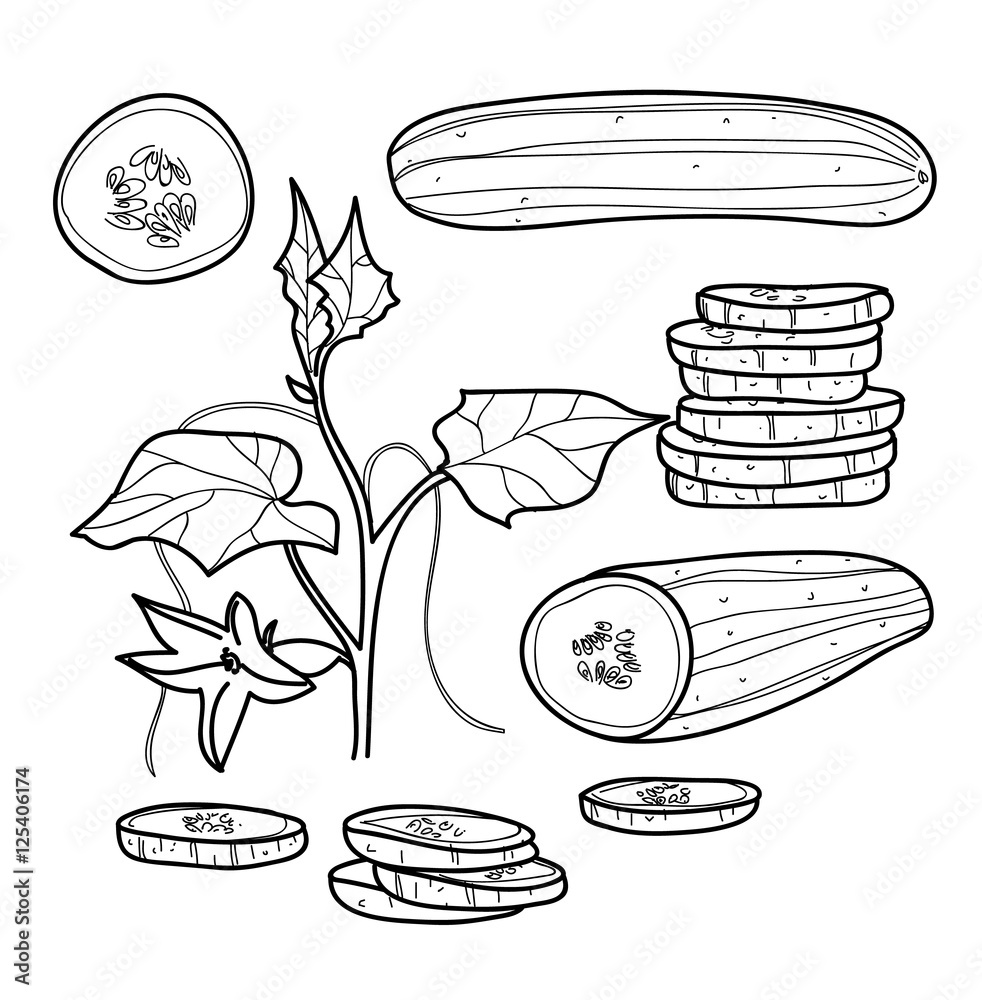 Cucumber hand drawn line art vector set Vegetable illustration d Stock ...