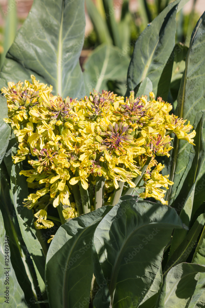 closeup of yellow cauliflower flowers in bloom Stock Photo | Adobe Stock