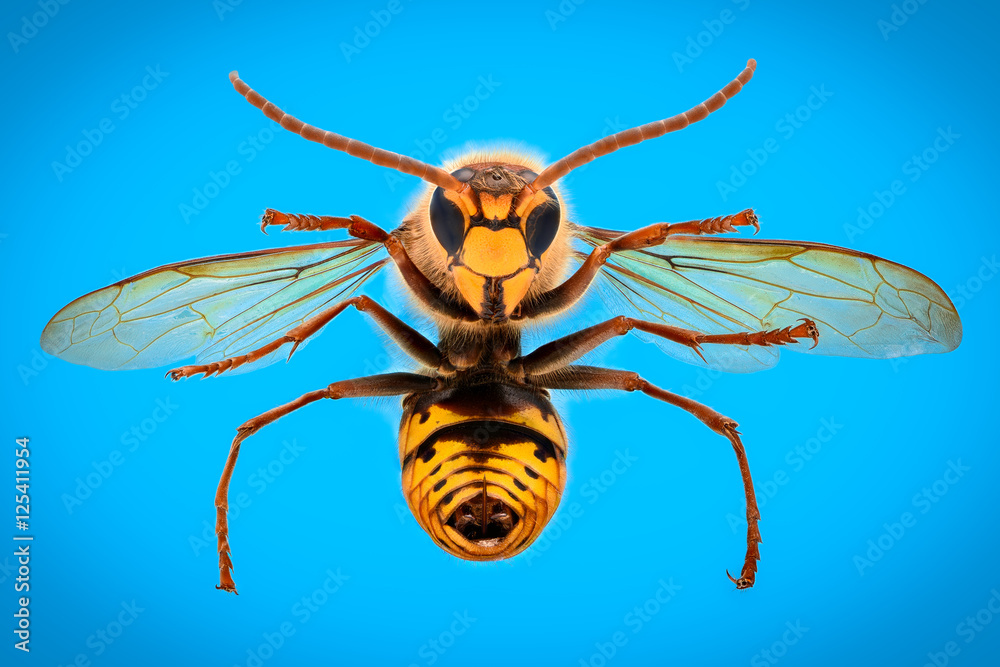 Extreme magnification - Giant Wasp anatomy Stock Photo | Adobe Stock