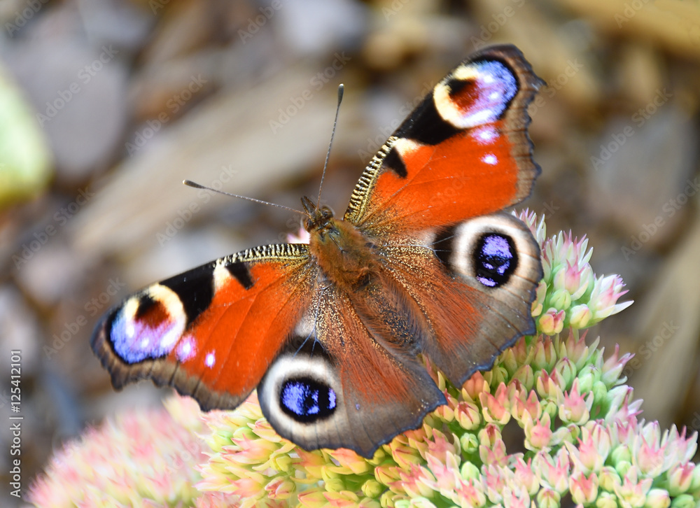Pfauenauge auf Blume (Fetthenne, Sedum spectabile), Tagpfauenauge ...