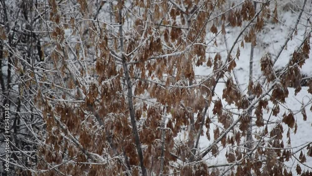 Snow falling on background of leafless box elder tree branches with ...