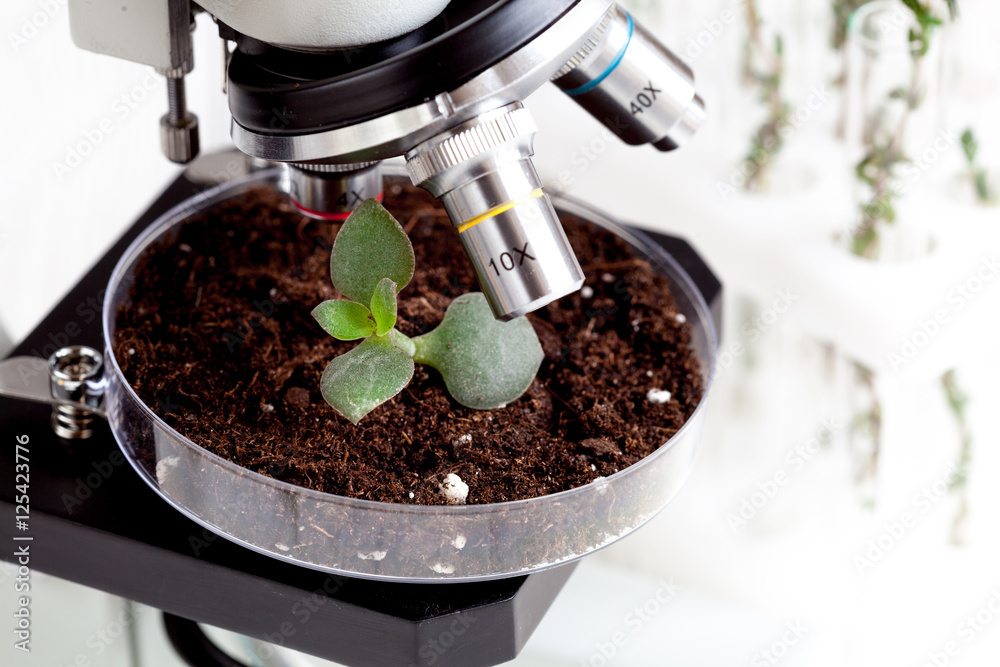 analysis of soil sample with young plant under microscope Stock Photo ...
