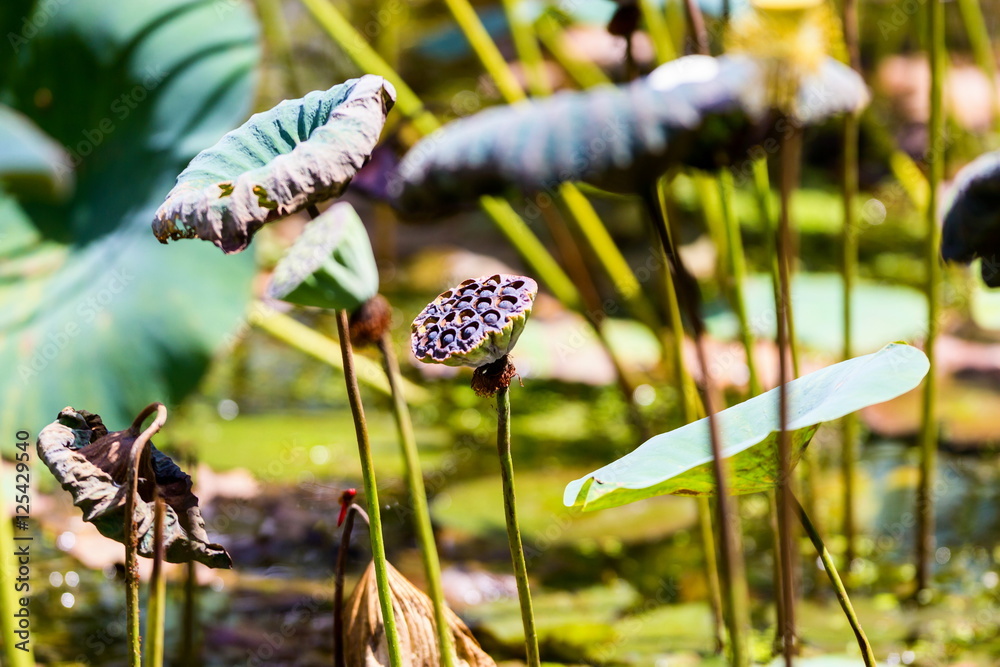 The Lotus, the national flower of India, is a symbol of supreme reality ...