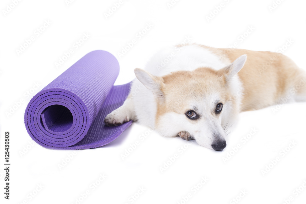 Dog sleeping on a yoga mat, isolated on white background Stock-Foto ...