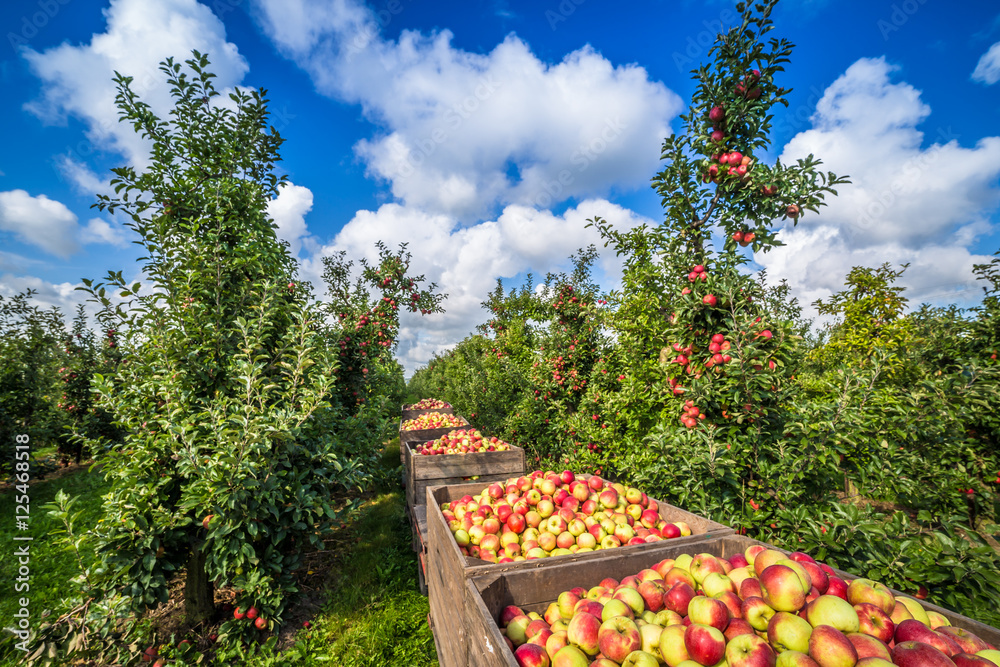 Apfelplantage Stock-Foto | Adobe Stock