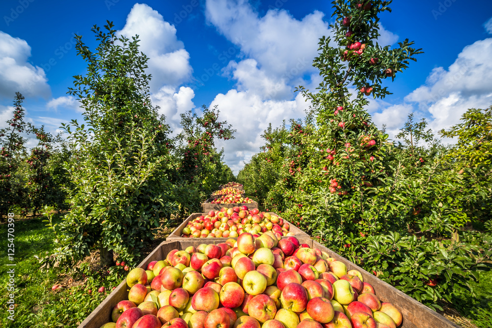 Apfelplantage Stock-Foto | Adobe Stock