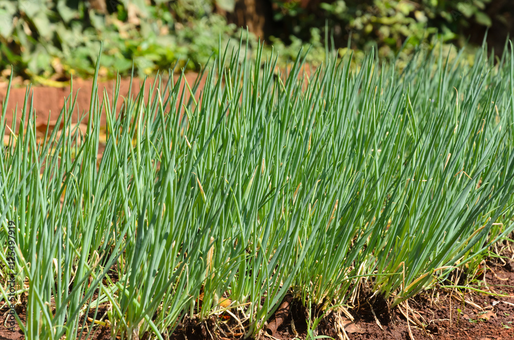 closeup de uma pequena plantação de cebolinha no interior de São Pqaulo ...
