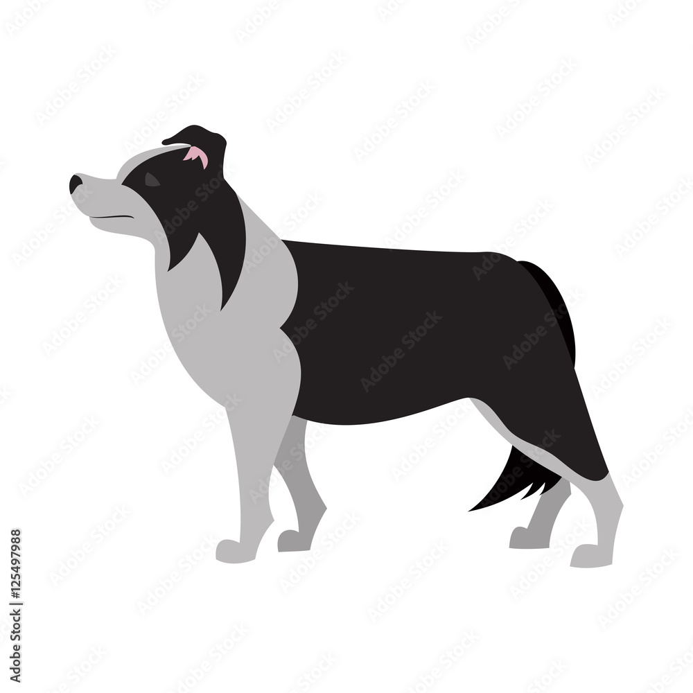 Border collie design Stock Vector | Adobe Stock